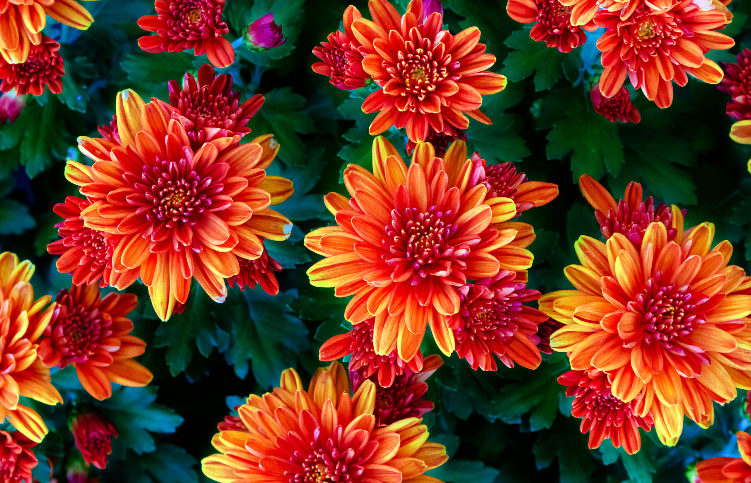 Arvasin, et on lihtsalt lilled - Kuutempel