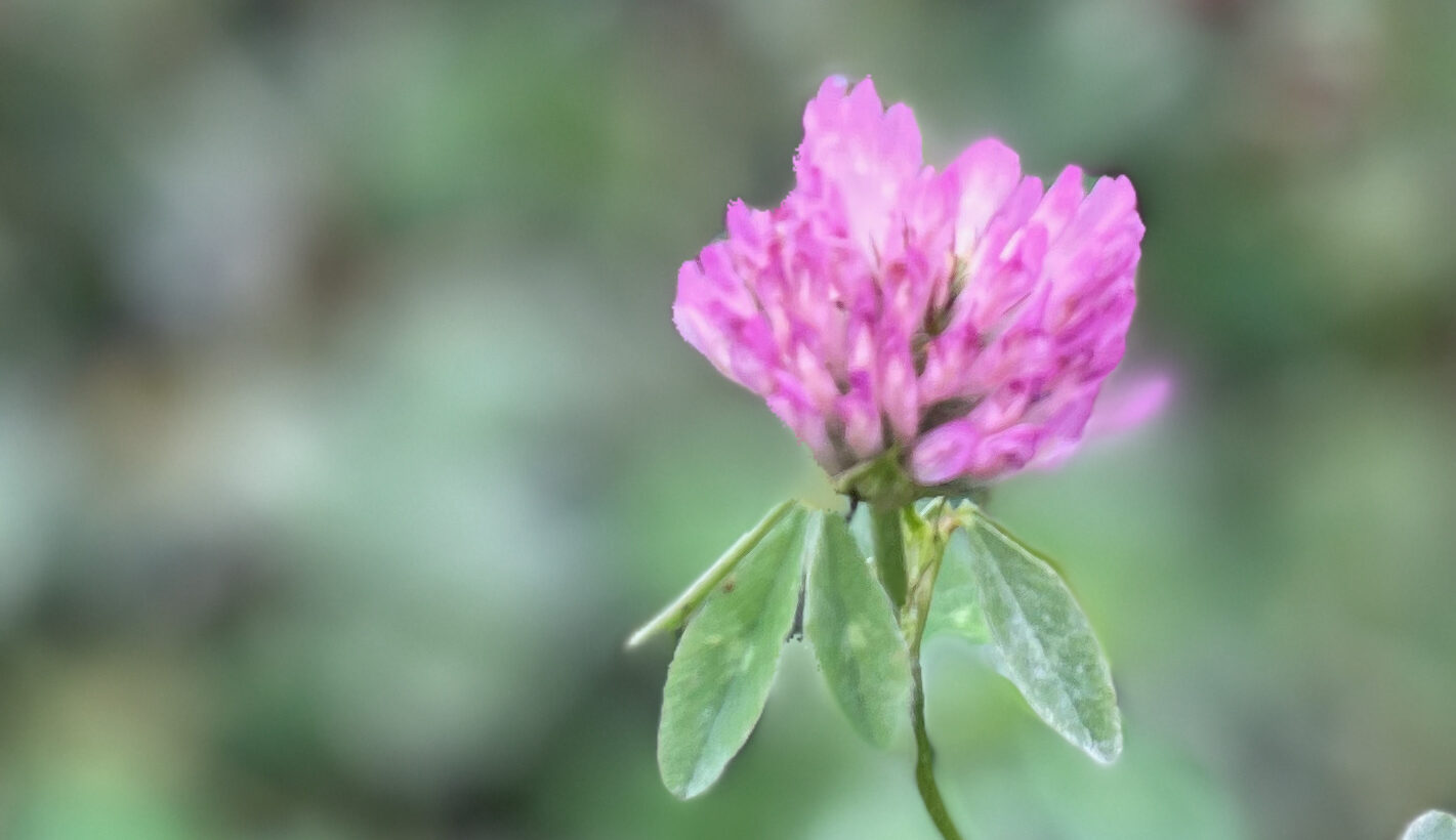 Punase ristiku kasulikkusest naistele - Kuutempel